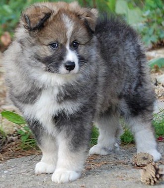 Artoisský honič (Pikardský honič) :: Pes přítel člověka aneb plemena ...